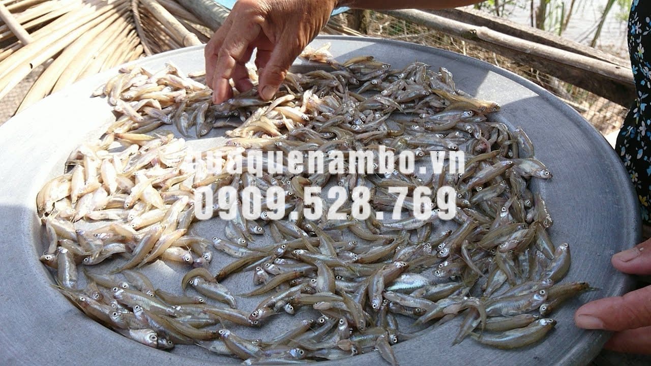 9 loại cá đặc sản miền Tây nhất định phải thử - Quà Quê Nam Bộ